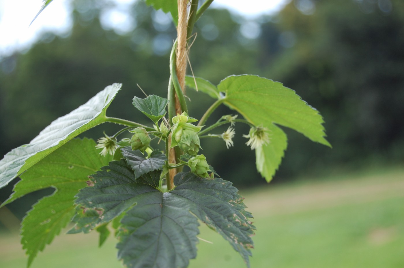 Hop'n Blueberry Farm News: Cascade Hops Flowering Now